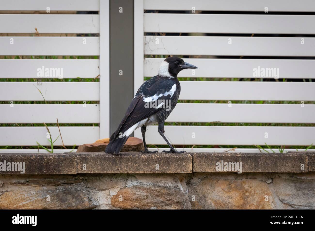 Juvenile Murray Magpie bird in a suburban front yard Stock Photo - Alamy