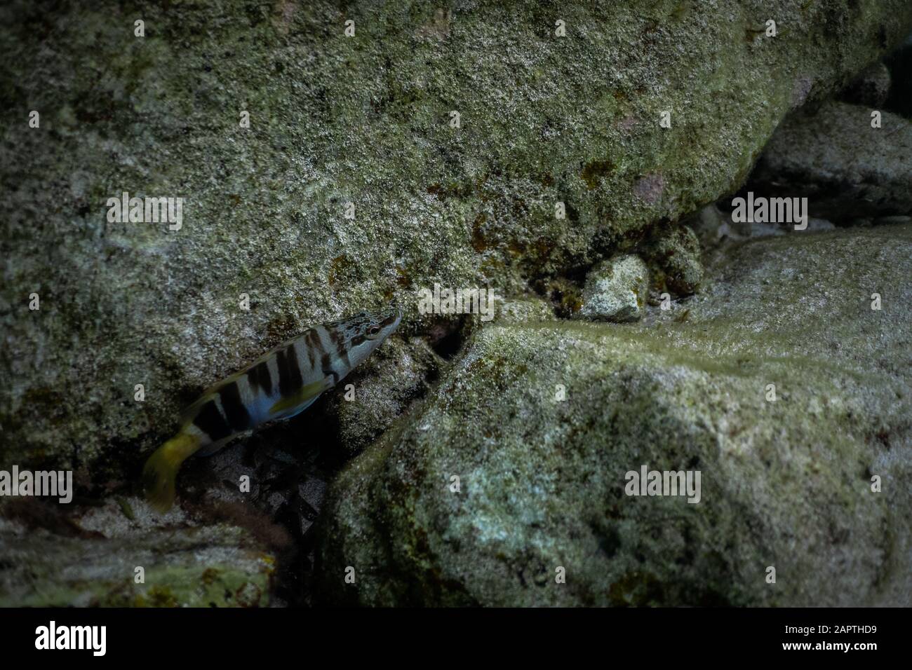 small fish close up shot under water in the ocean of Mallorca Stock ...