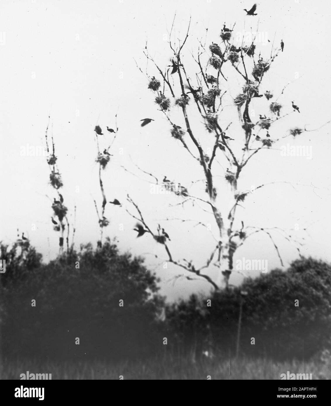 Aquatic bird movement hi-res stock photography and images - Alamy