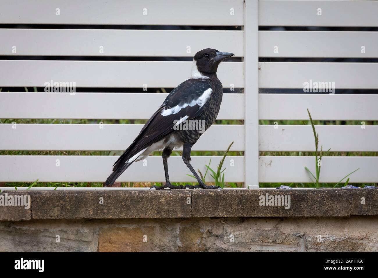 Murray magpie hi-res stock photography and images - Alamy