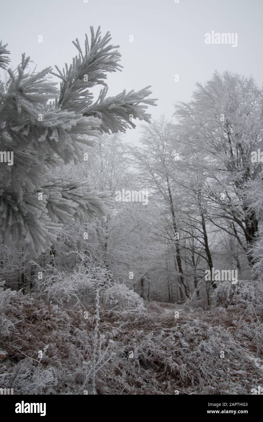 frozen snow in the forest Stock Photo - Alamy