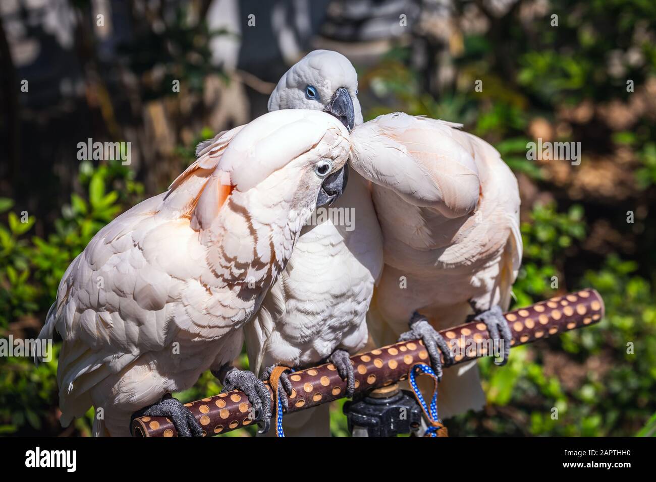 Parrots for sale at Birds market, Kowloon Hong Kong, popular tourist ...