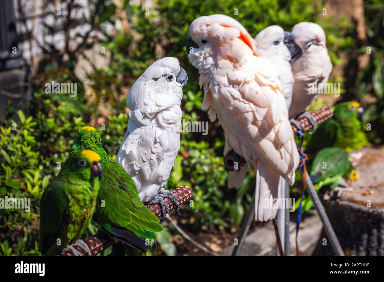 Parrots for sale at Birds market, Kowloon Hong Kong, popular tourist ...