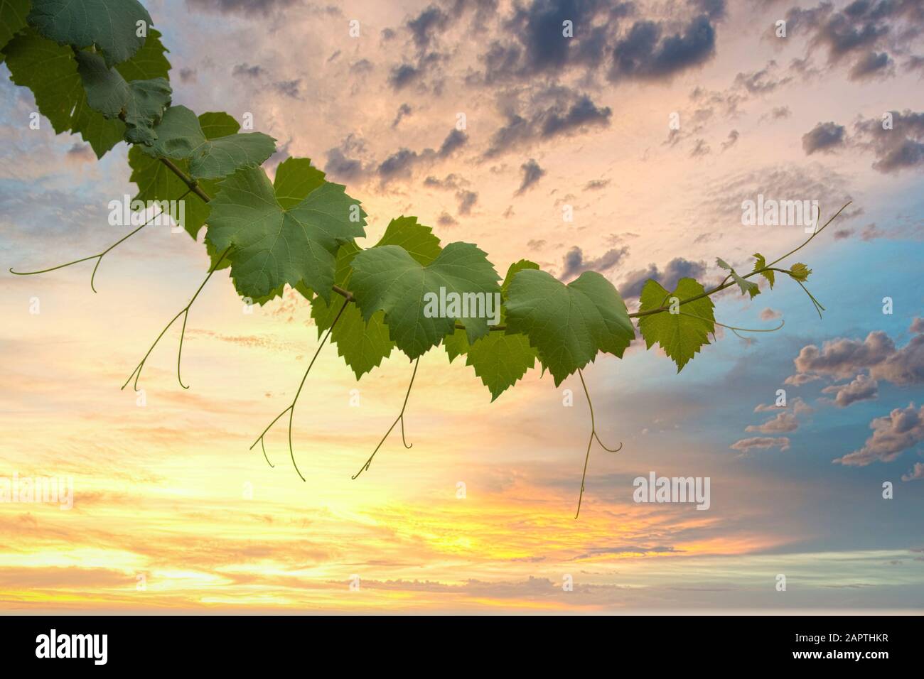 Ornamental grapevine branch in front of a vibrant sunset background ...