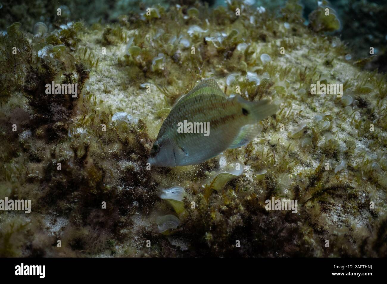small fish close up shot under water in the ocean of Mallorca Stock ...