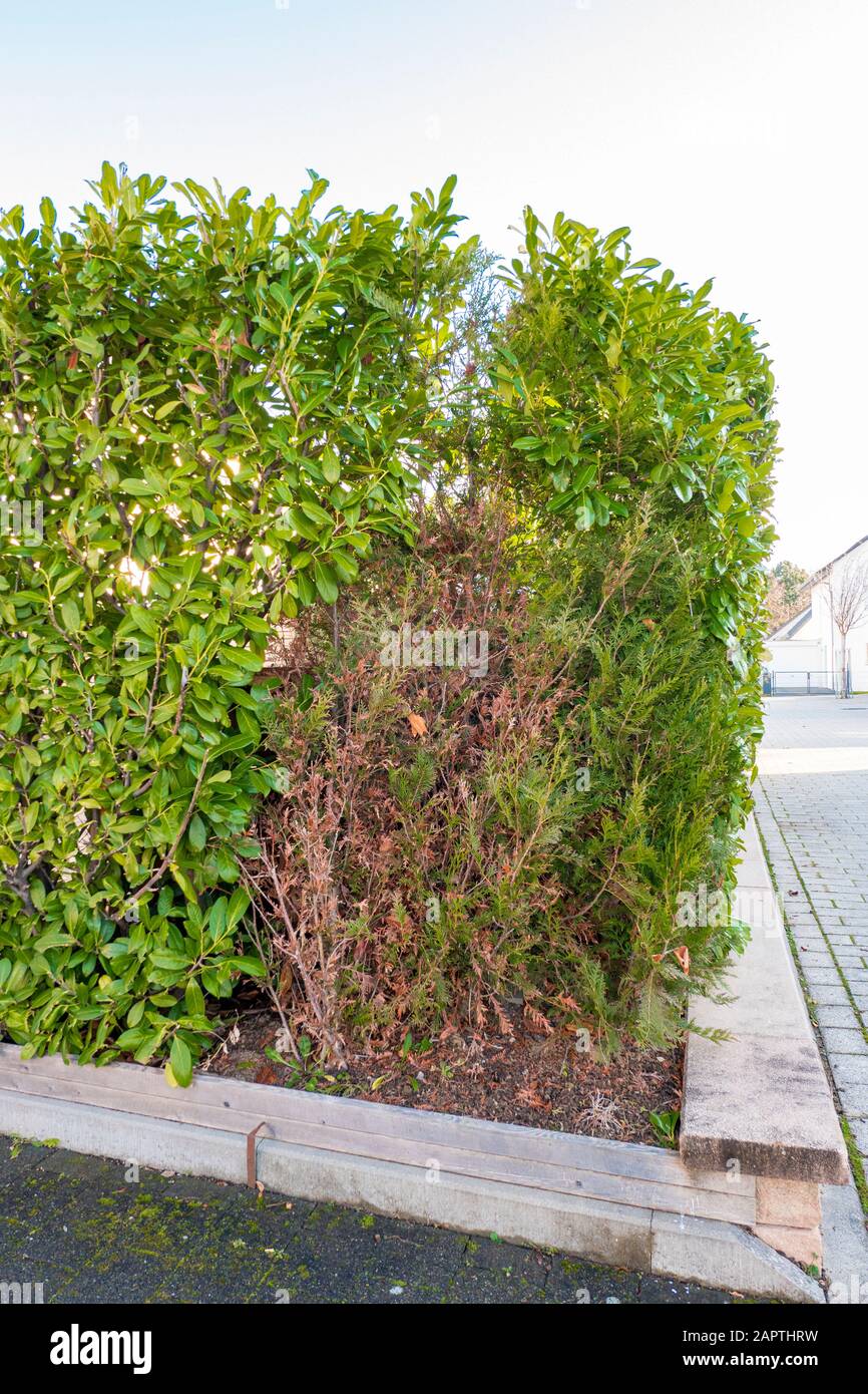 Cherry laurel hedge hi-res stock photography and images - Alamy