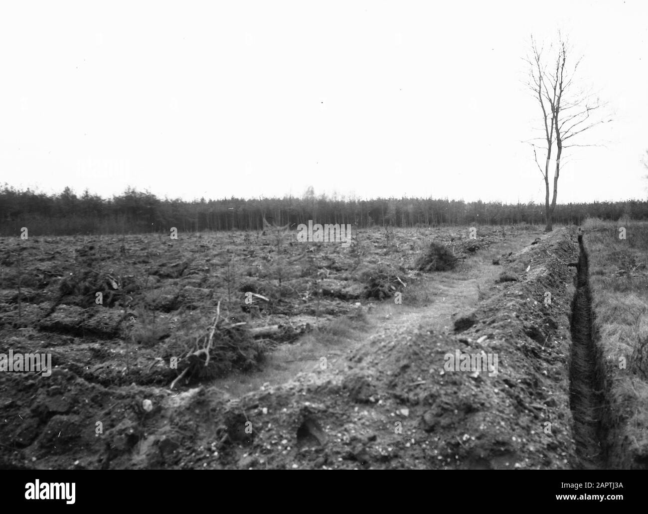 insects, damages, catch ditches, pine beetle Date: undated Keywords ...