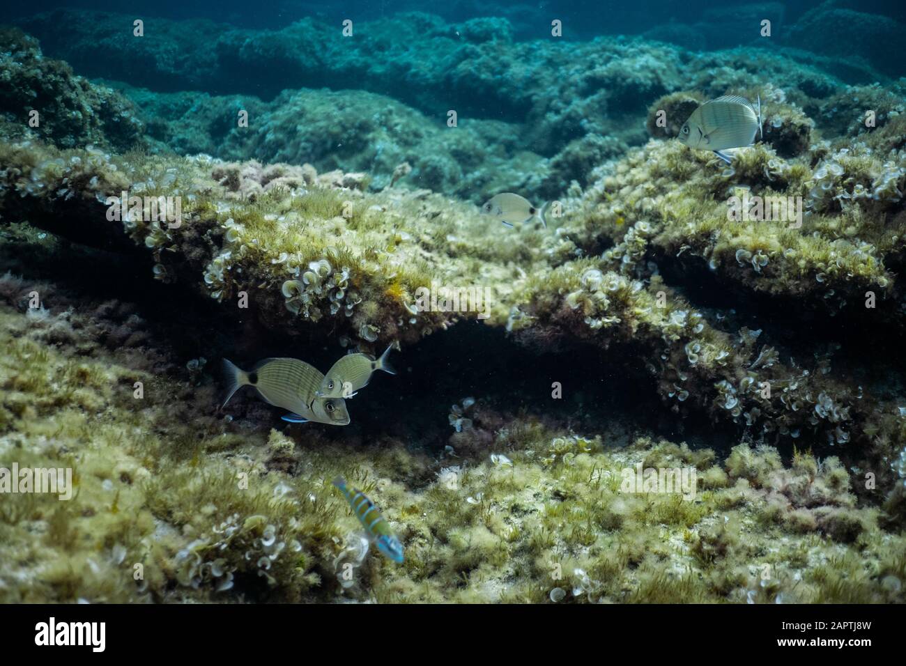 small fish close up shot under water in the ocean of Mallorca Stock ...