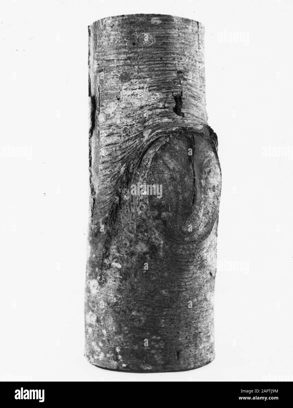 Pruning wounds hi-res stock photography and images - Alamy