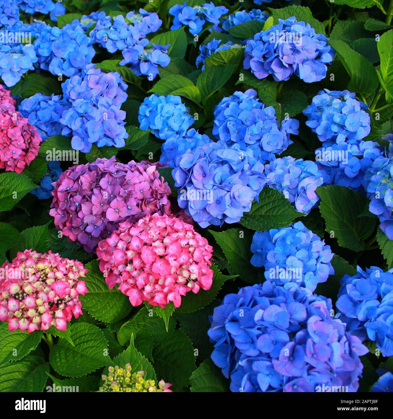 hydrangea flowers shrub in Japan Stock Photo - Alamy