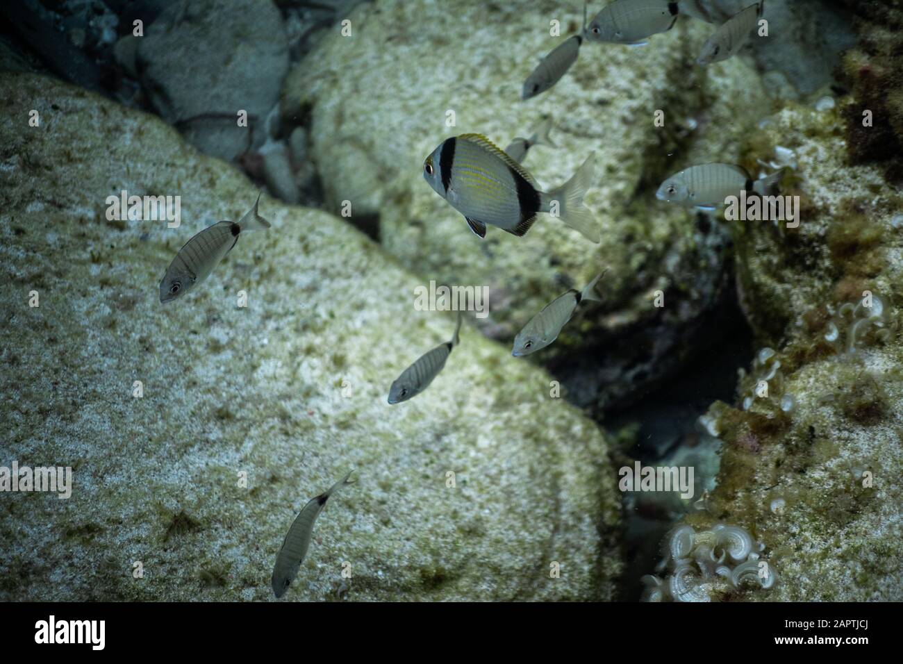 small fish close up shot under water in the ocean of Mallorca Stock ...