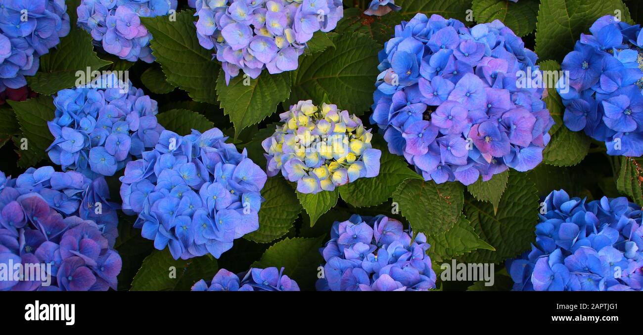 hydrangea flowers shrub in Japan Stock Photo - Alamy
