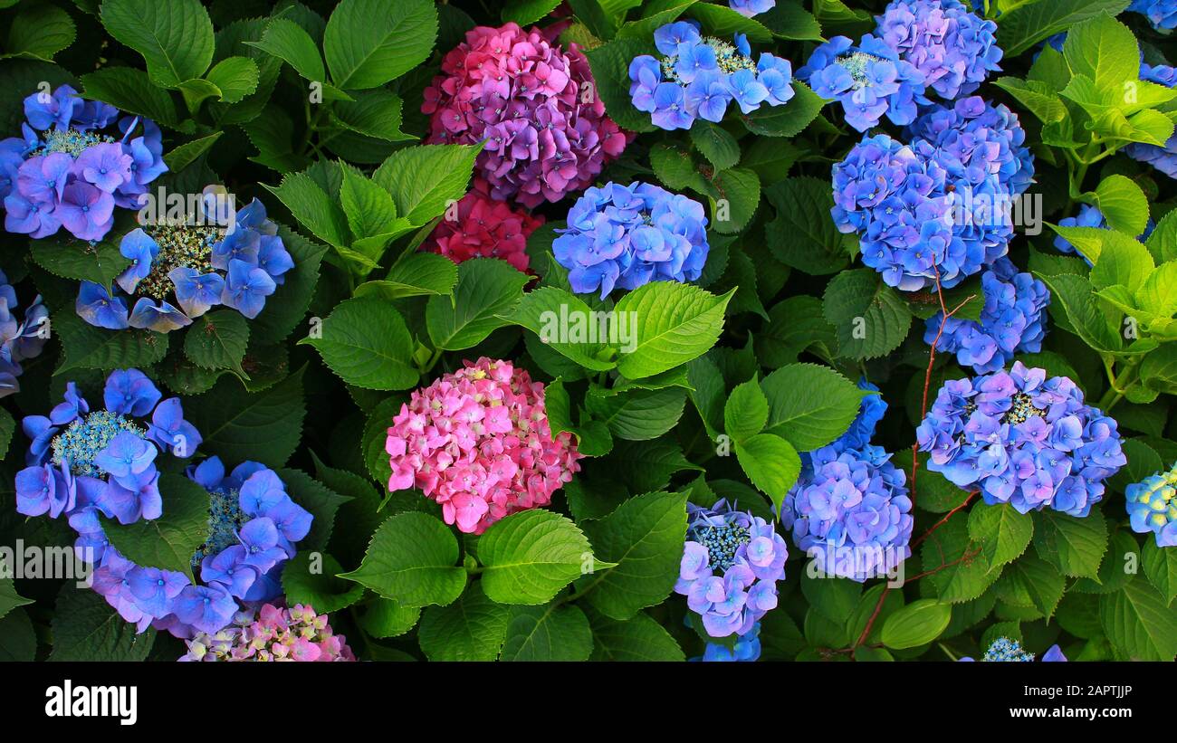 hydrangea flowers shrub in Japan Stock Photo - Alamy