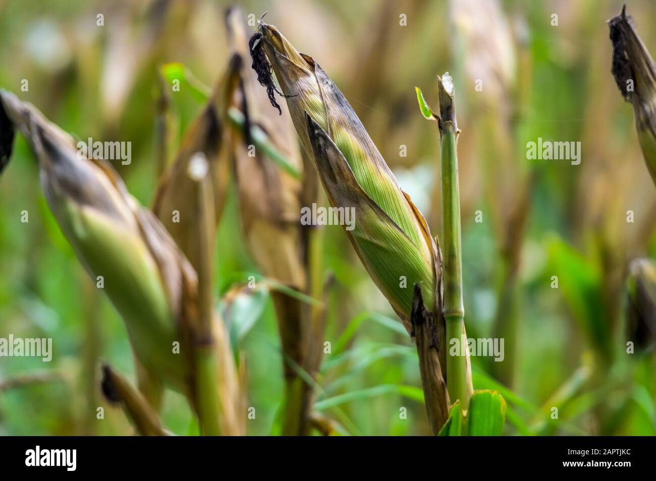 Corn growth stage hi-res stock photography and images - Alamy