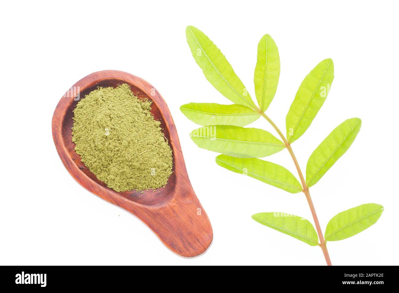 leaves and moringa powder, super food and natural medicine, Moringa ...