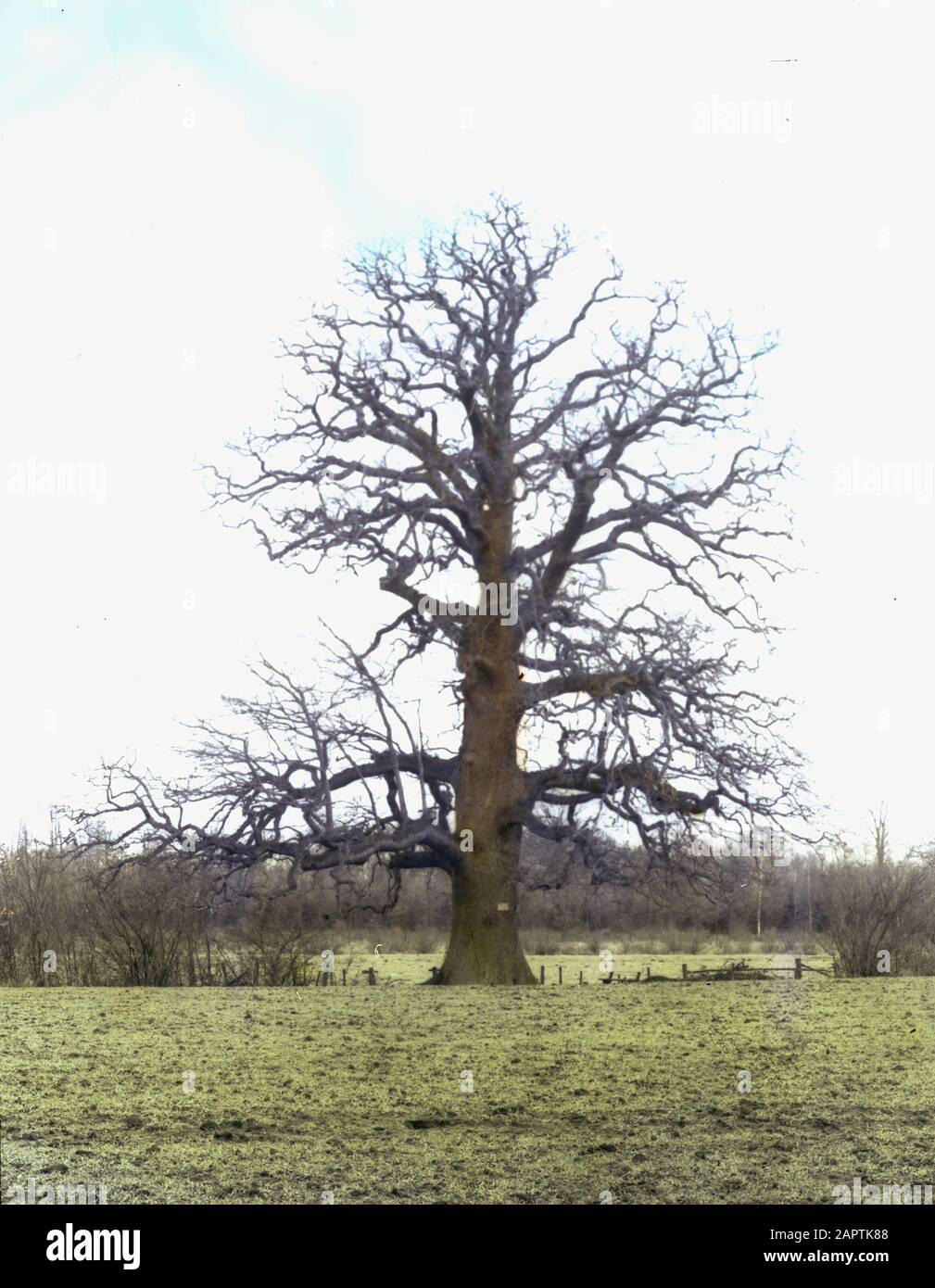 deciduous wood, trees, forests, avenues, botanical, Oak, Landgoed ...