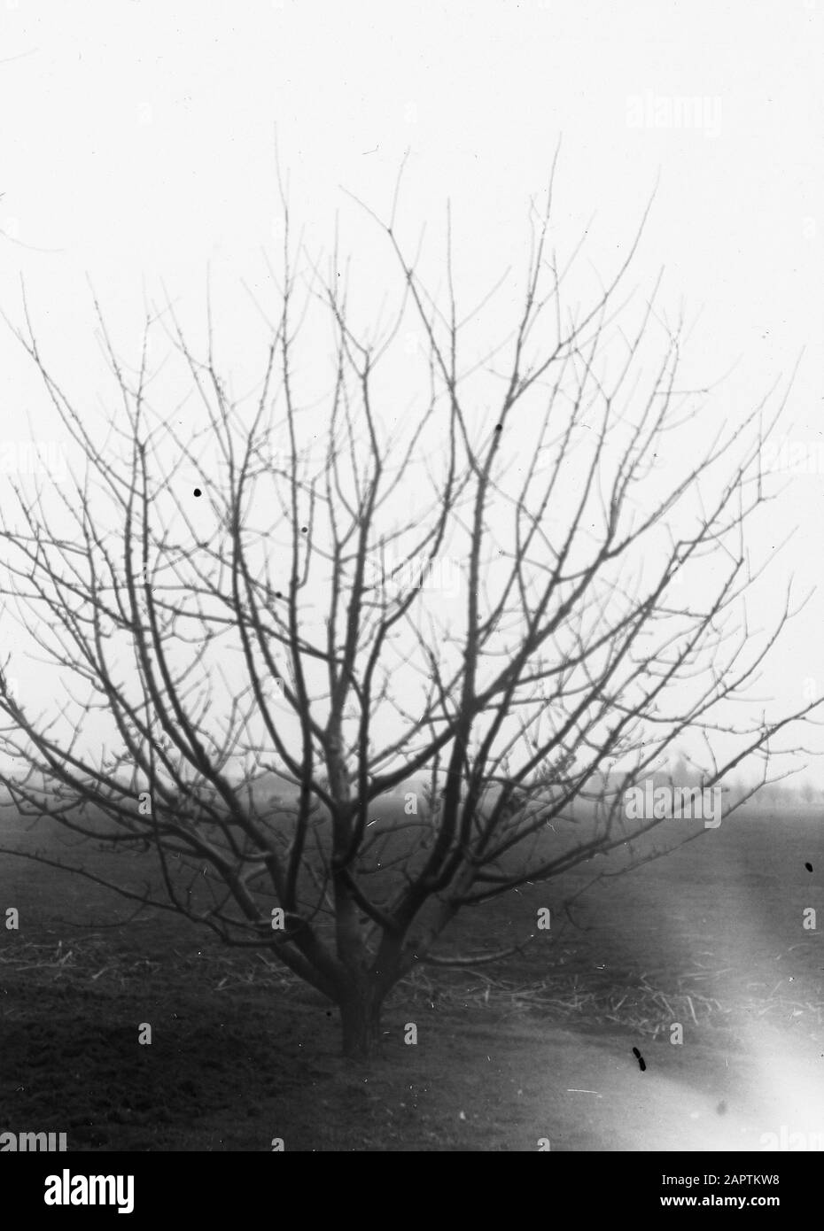 fruit cultivation, bush apple Date: undated Keywords: fruit cultivation ...