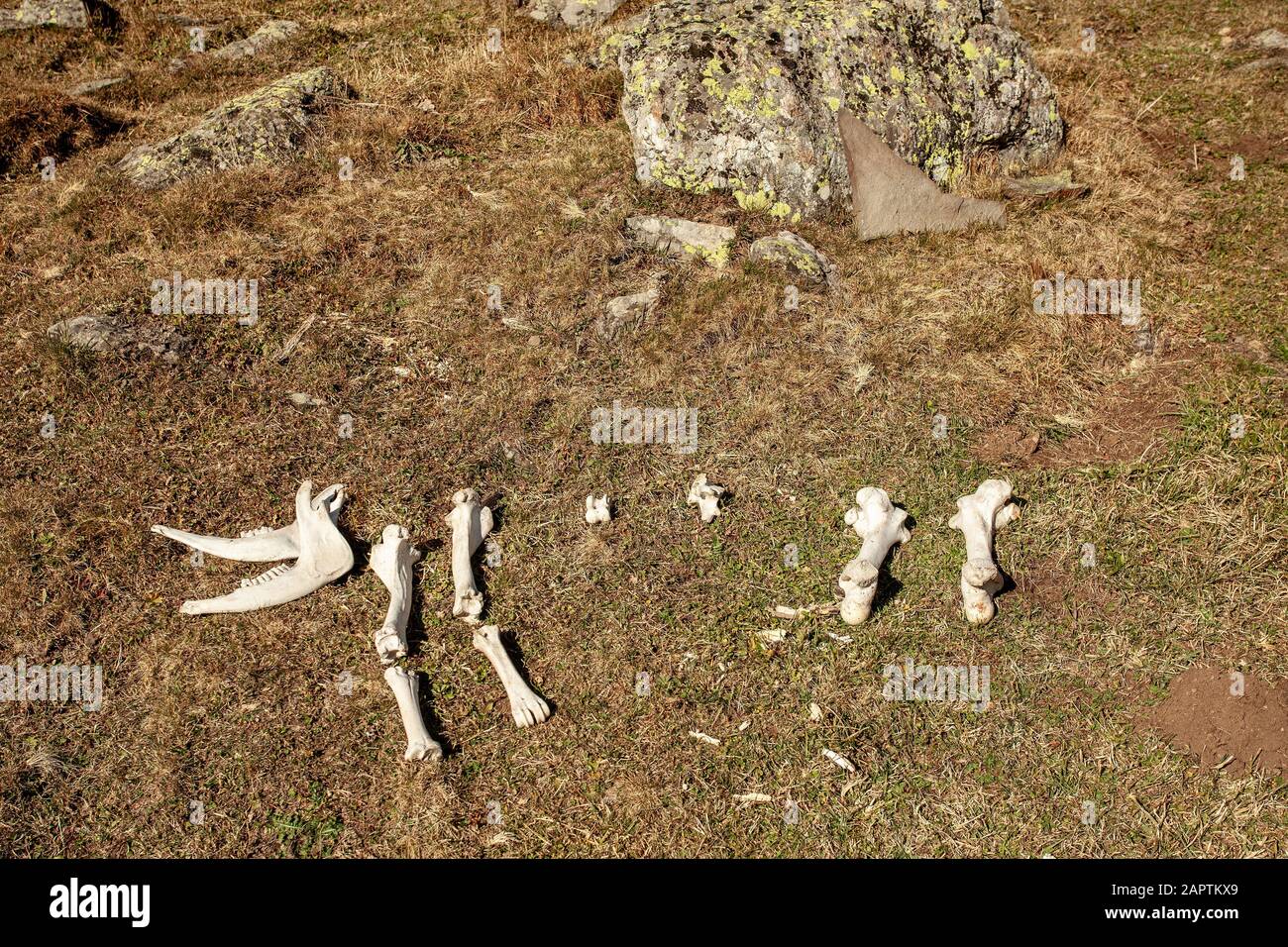 Bones of wildlife hi-res stock photography and images - Alamy