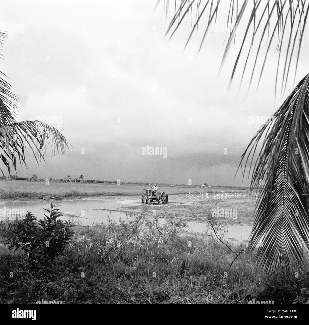 Travel to Suriname and the Netherlands Antilles Plowing the sawa in the ...