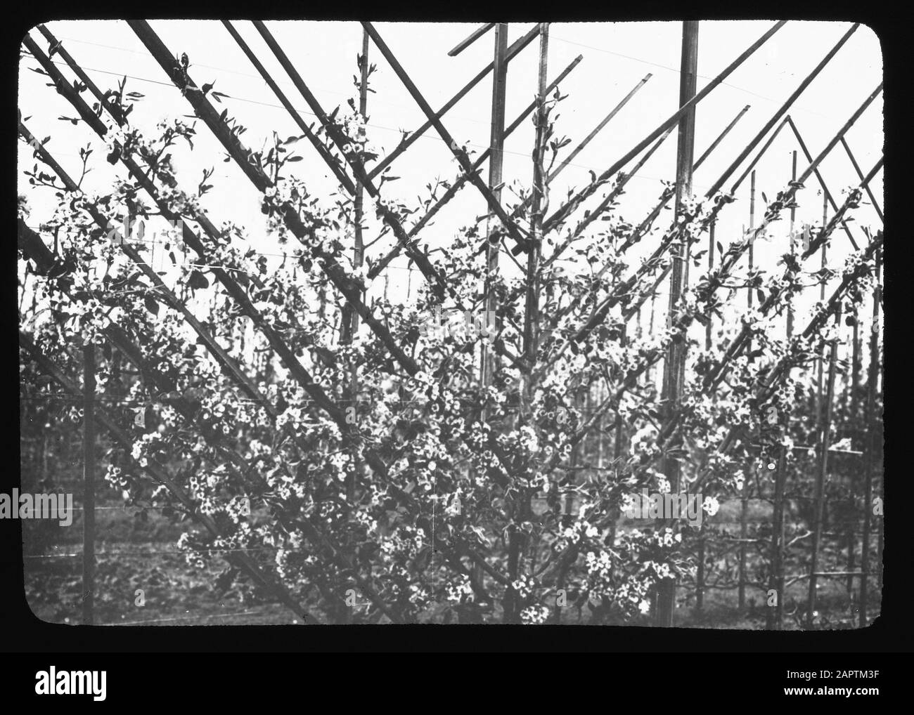 fruit cultivation, slate tree Date: undated Keywords: fruit cultivation ...