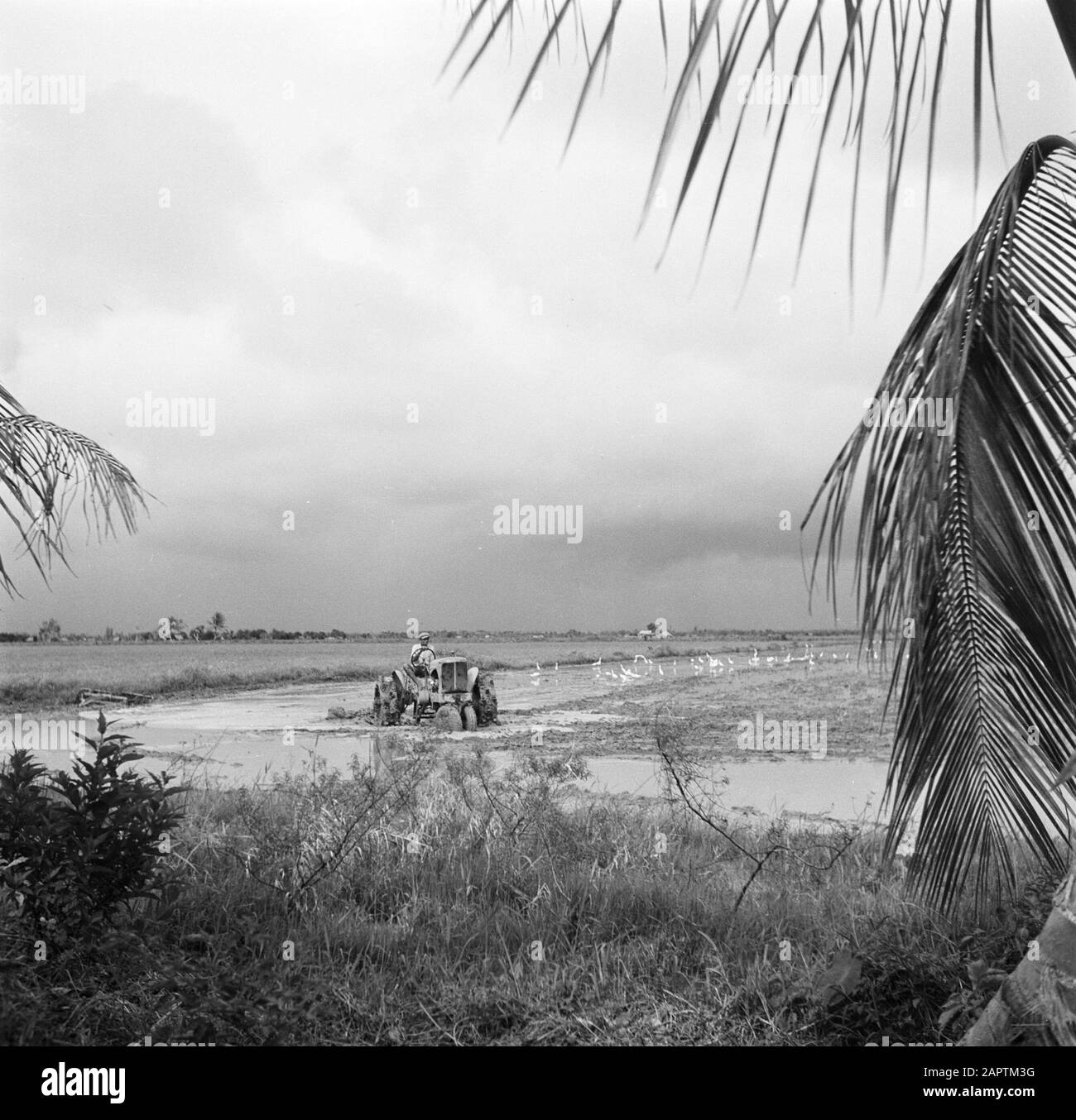 Travel to Suriname and the Netherlands Antilles Plowing the sawa in the ...