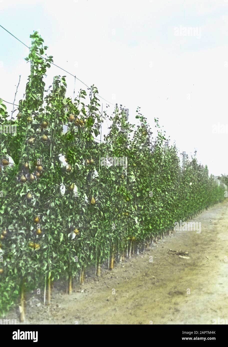 fruit cultivation, slate tree Date: undated Keywords: fruit cultivation ...