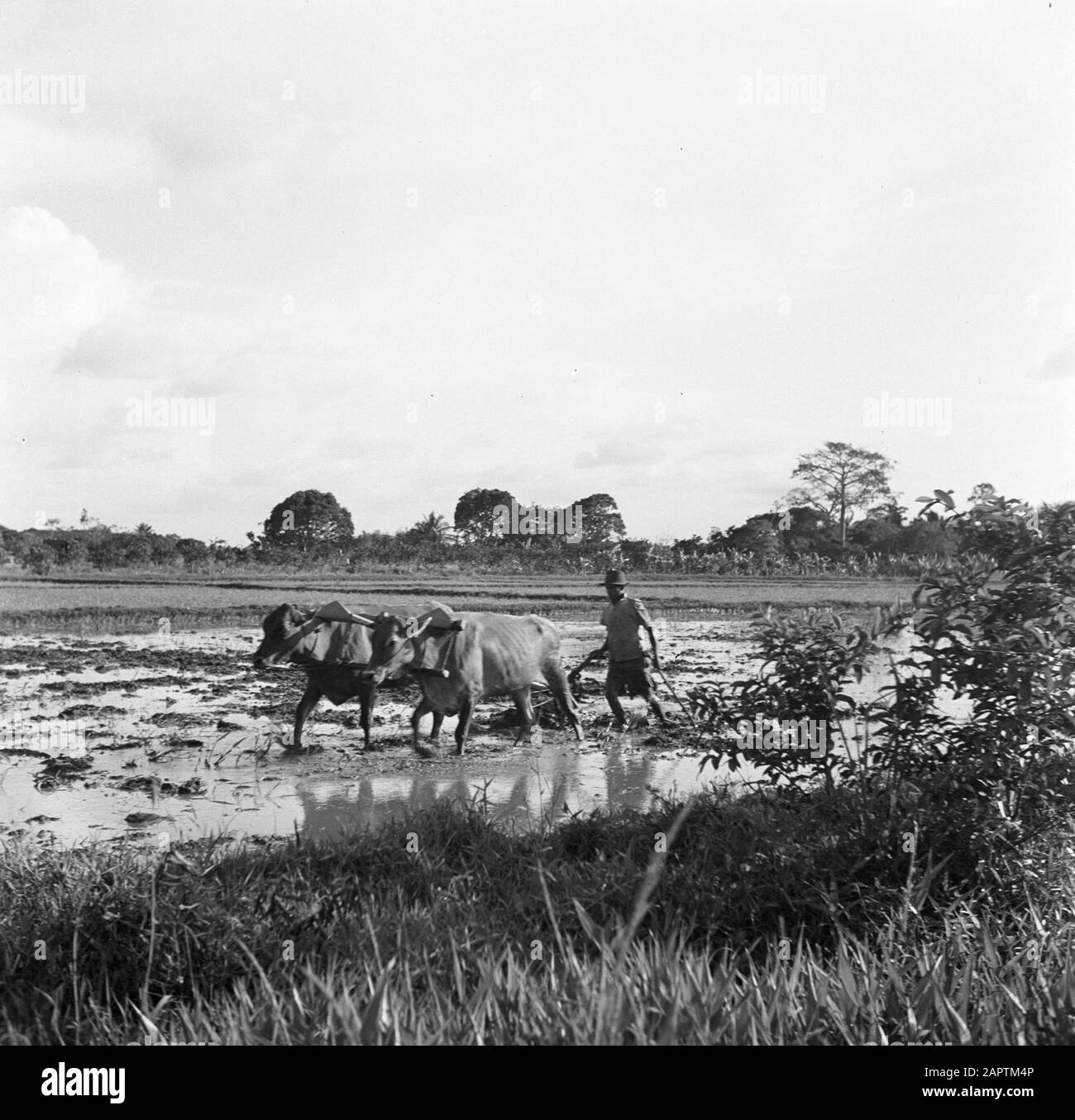 Plowing rice fields Black and White Stock Photos & Images - Alamy