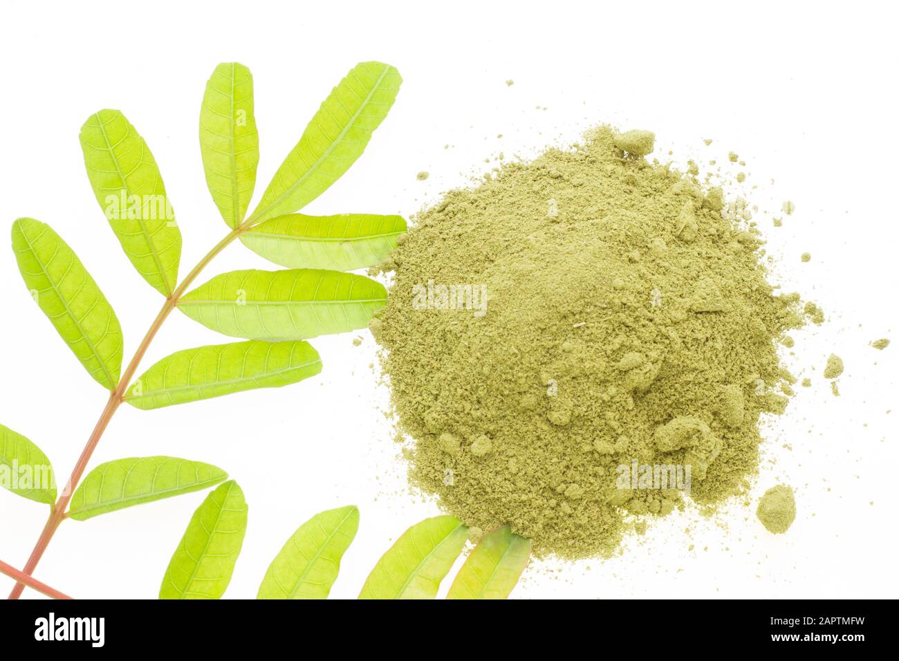 leaves and moringa powder, super food and natural medicine, Moringa ...