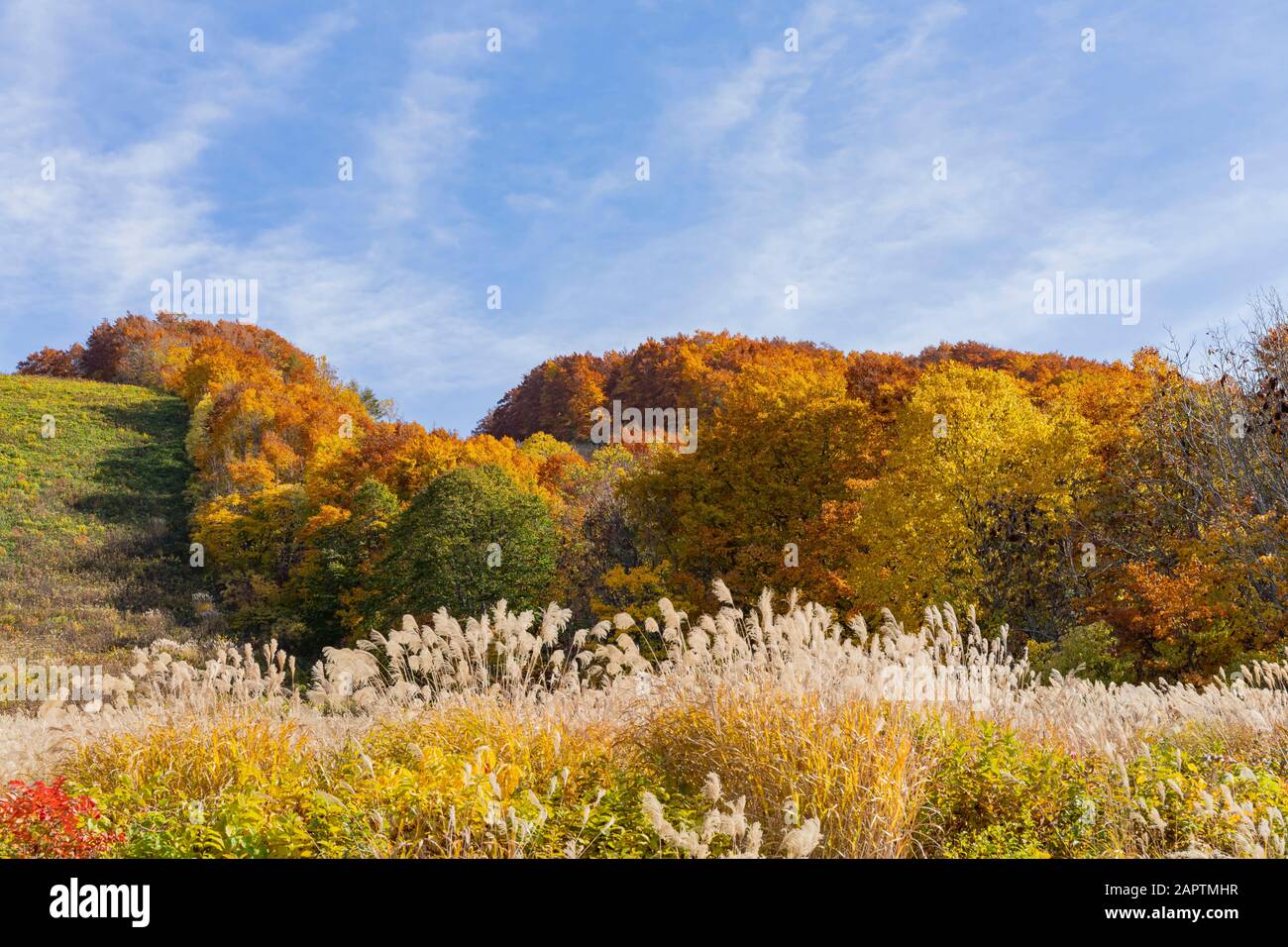 Fall color of the Hakkoda Mountains at Aomori, Japan Stock Photo - Alamy