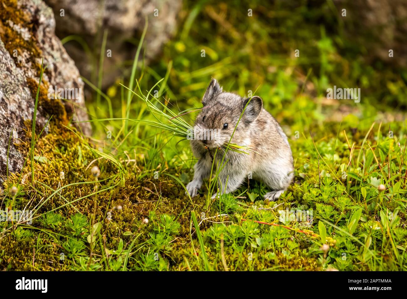 Put food in mouth hi-res stock photography and images - Alamy