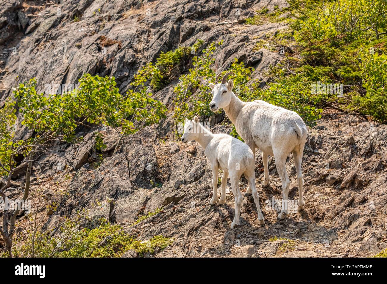 Dall sheep ewe and lamb (Ovis dalli) in the Chugach Mountains South of ...