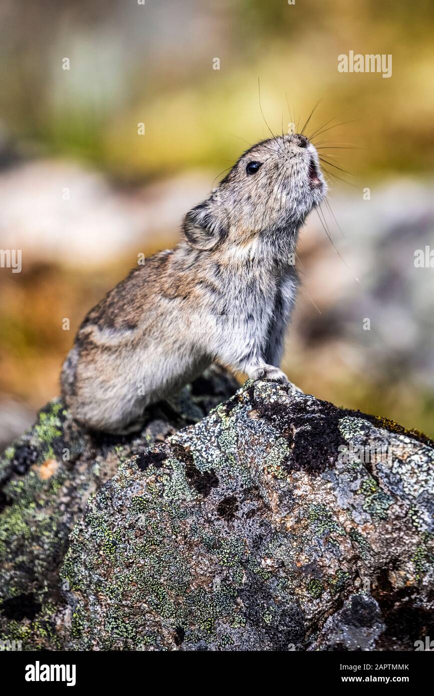 Collared pikas hi-res stock photography and images - Alamy