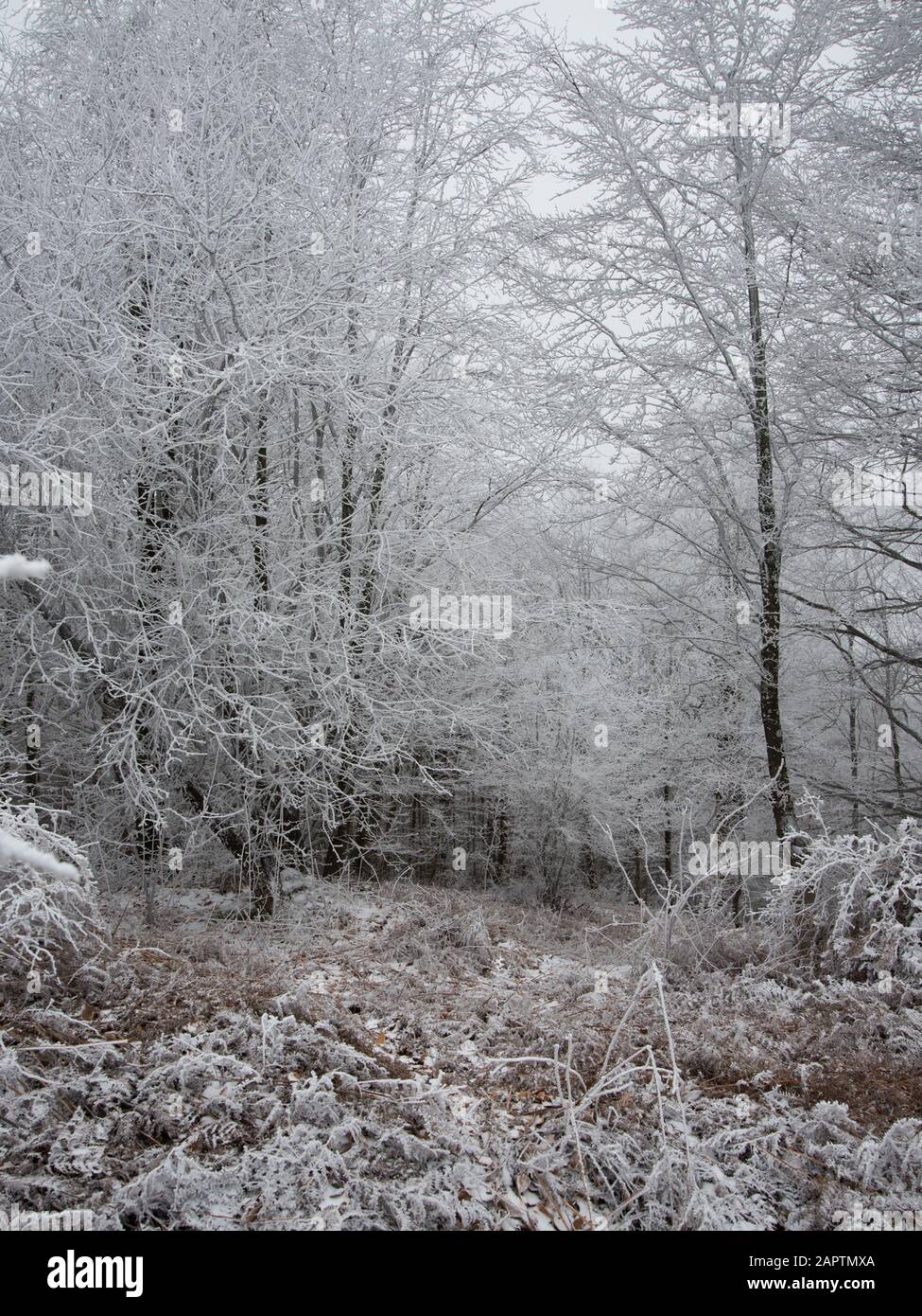 frozen snow in the forest Stock Photo - Alamy