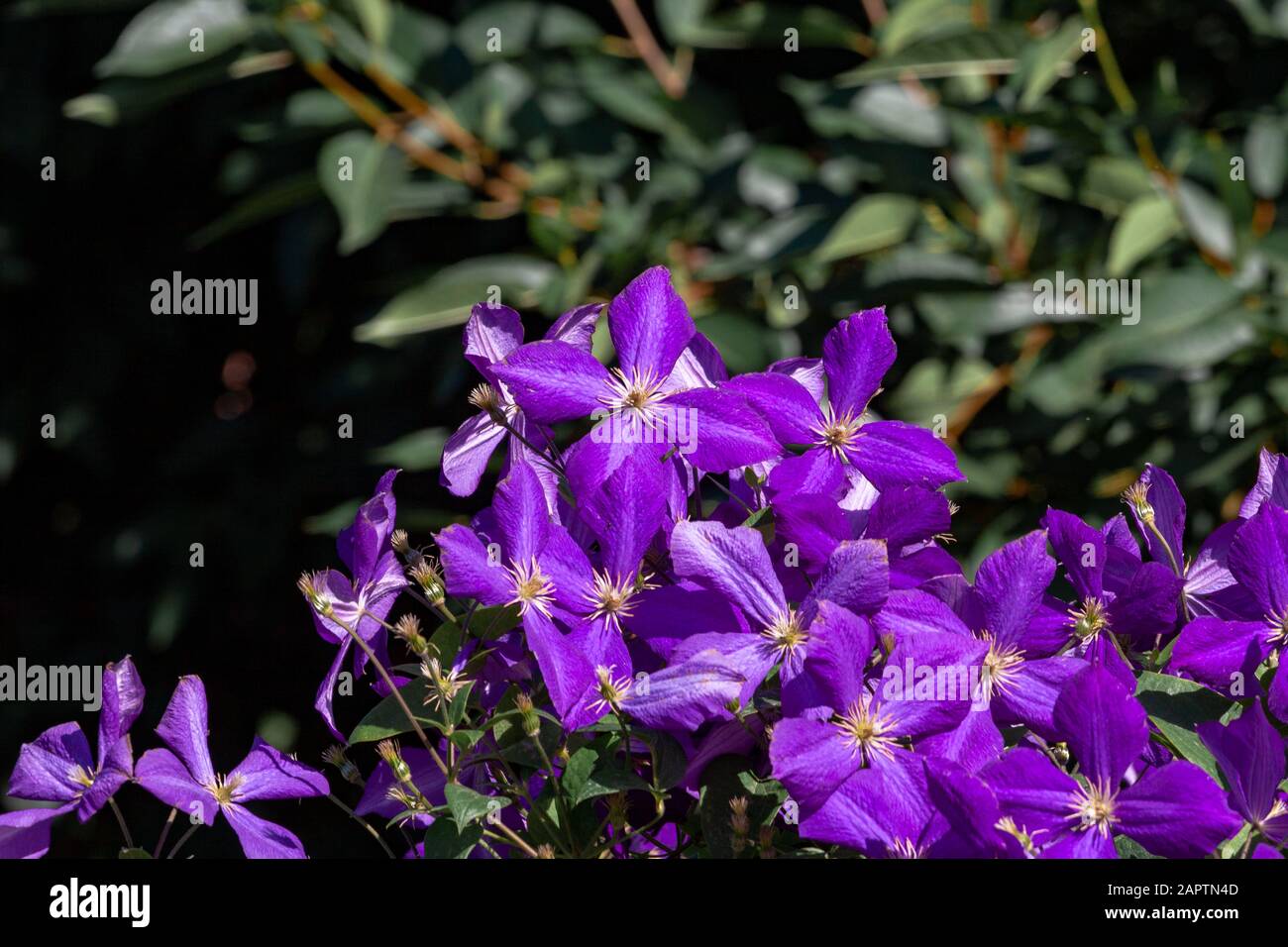 Close up in spring in April, purple lilac flowers close-up with a ...