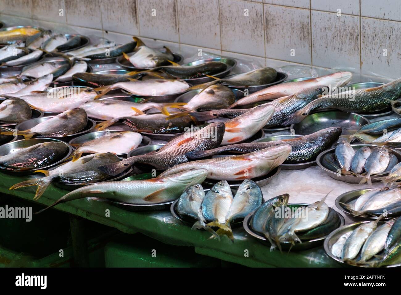 Fish variety hi-res stock photography and images - Alamy