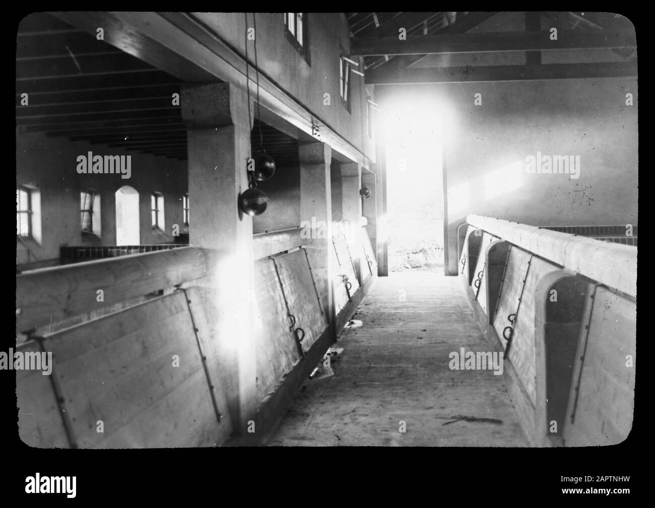 livestock, interior, pig barn w.a. farm Date: undated Keywords ...