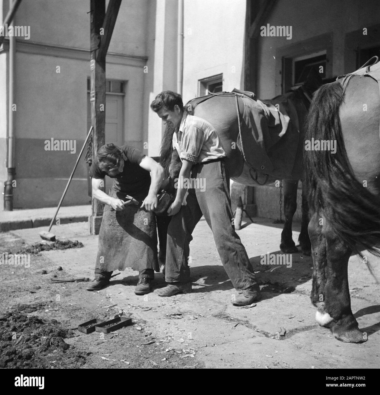 Hohenloher Land Hoefsmith Georg Krauss covers horses Date: 1954 ...