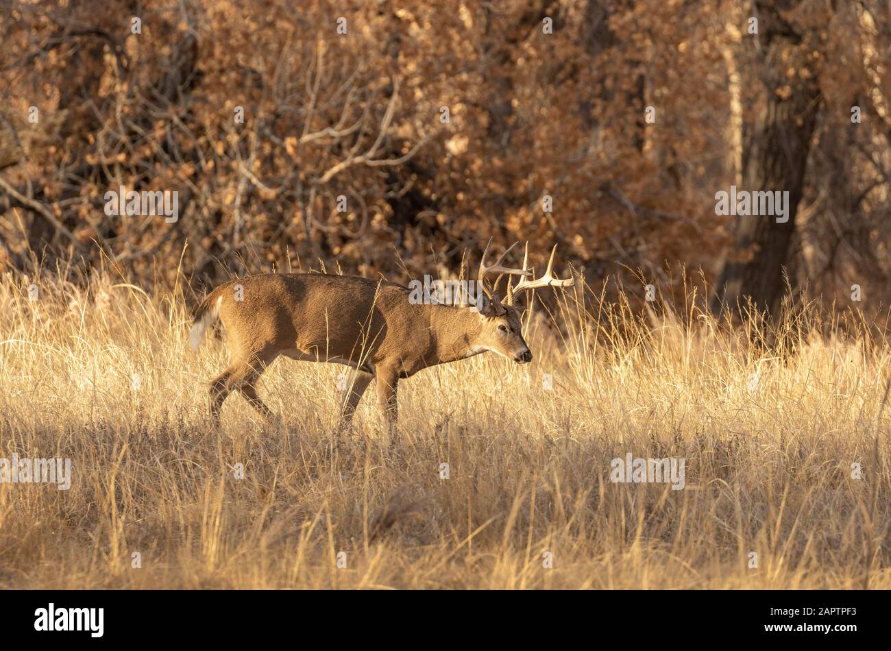 WhitetailDeer Buck in Fall in Colorado Stock Photo - Alamy