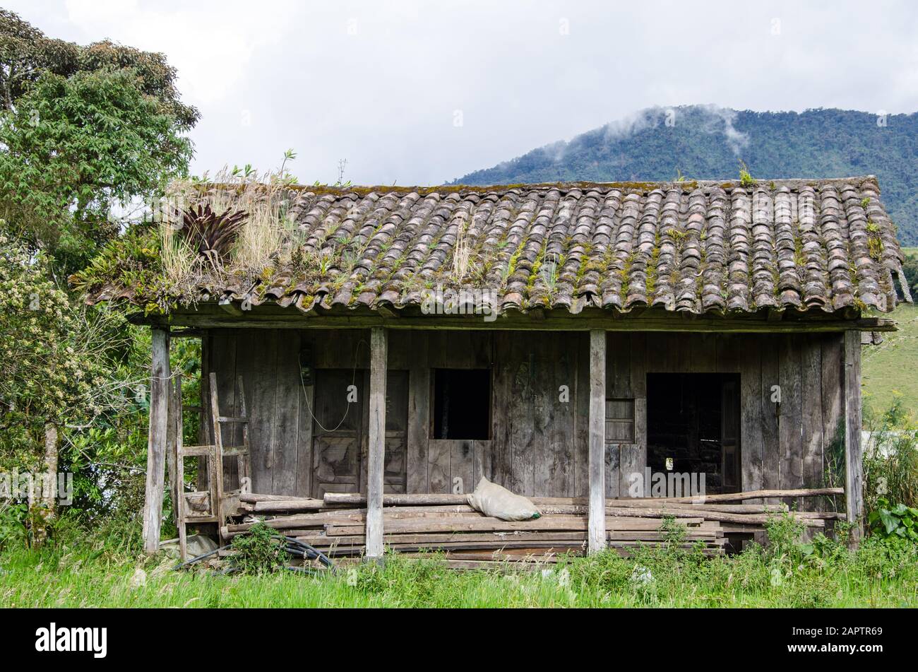 Old dilapidated house in the Rainforest of Ecuador. Trees are growing ...