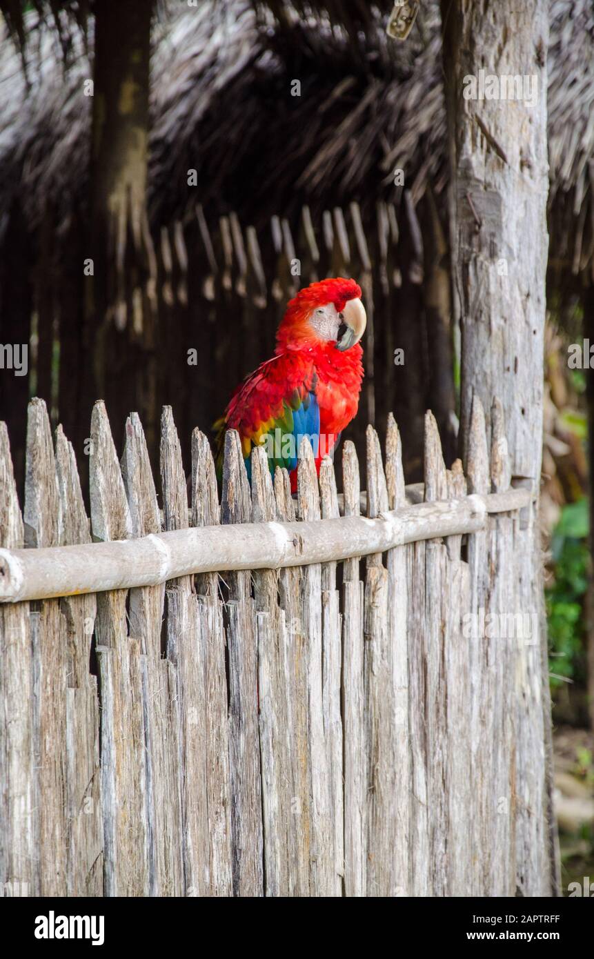 Red ara Parrot in the Rainforest of Ecuador. The Parrot is domesticated ...