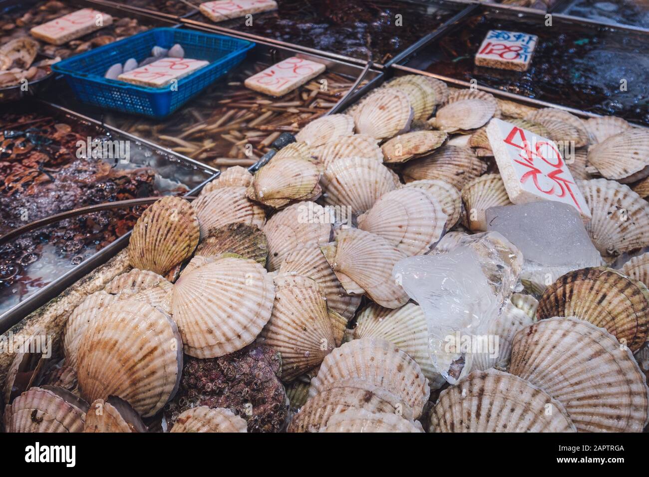 Po shells hi-res stock photography and images - Alamy