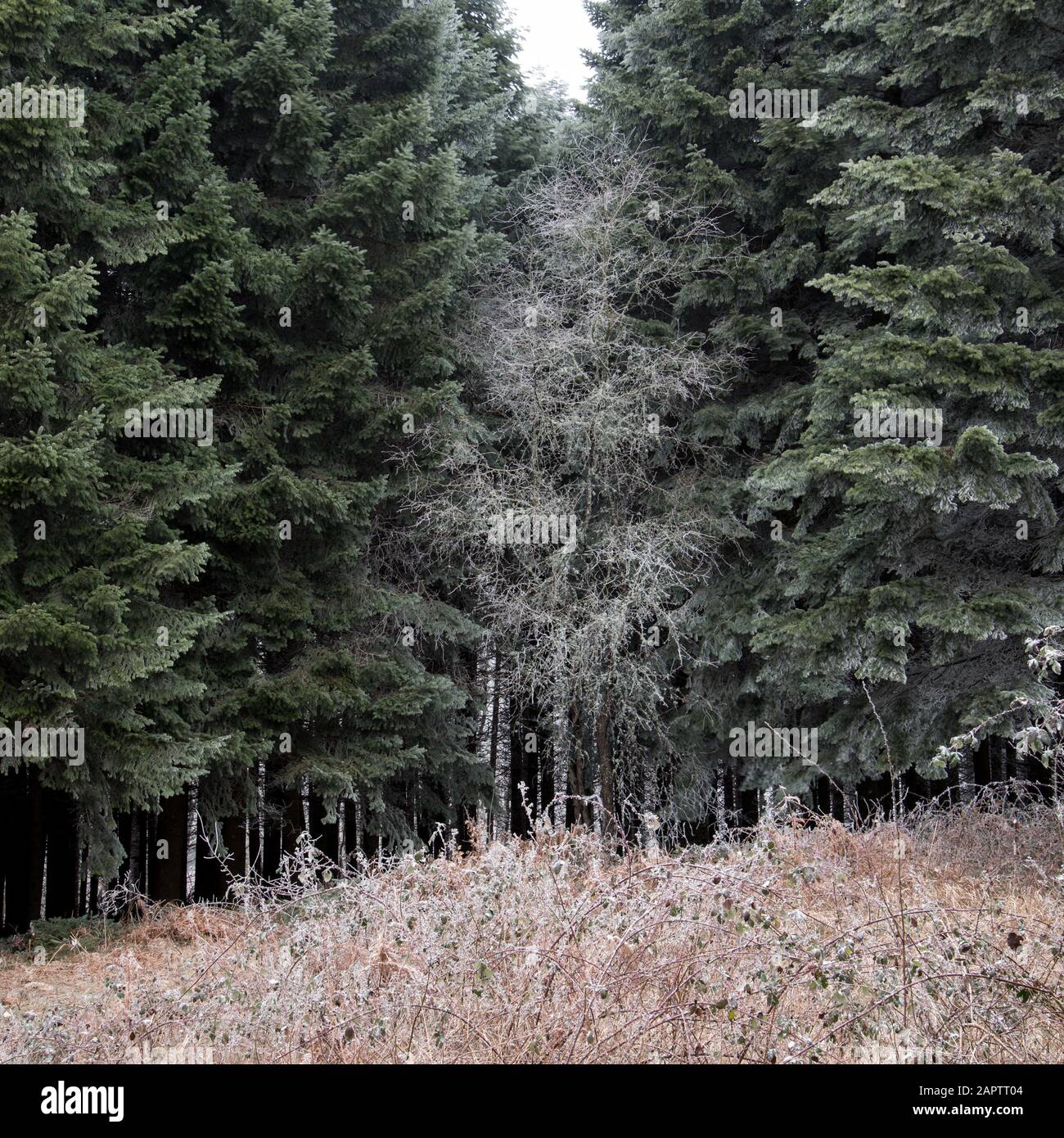 frozen snow in the forest Stock Photo - Alamy