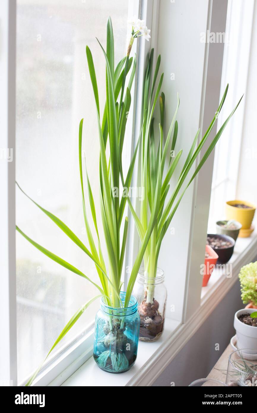 Paperwhites growing hi-res stock photography and images - Alamy