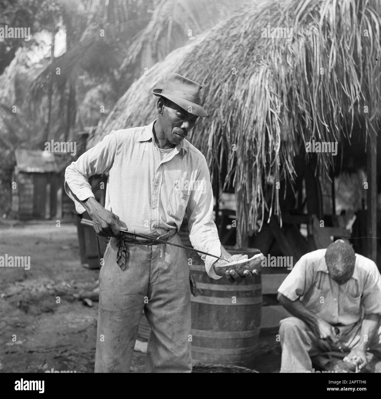 Market garden production Black and White Stock Photos & Images - Alamy