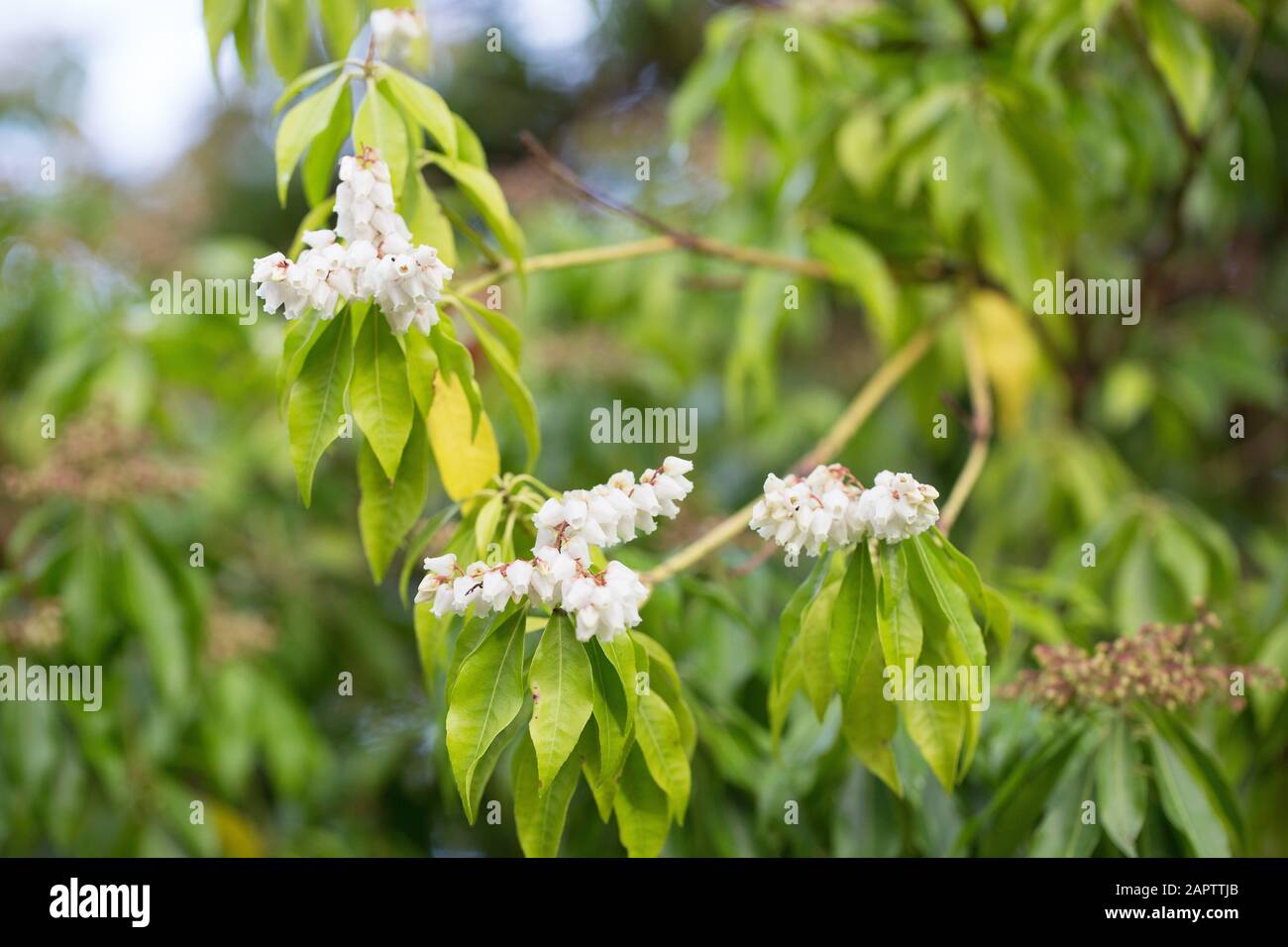 Pieris japonica also known as Japanese Andromeda, growing in winter in ...