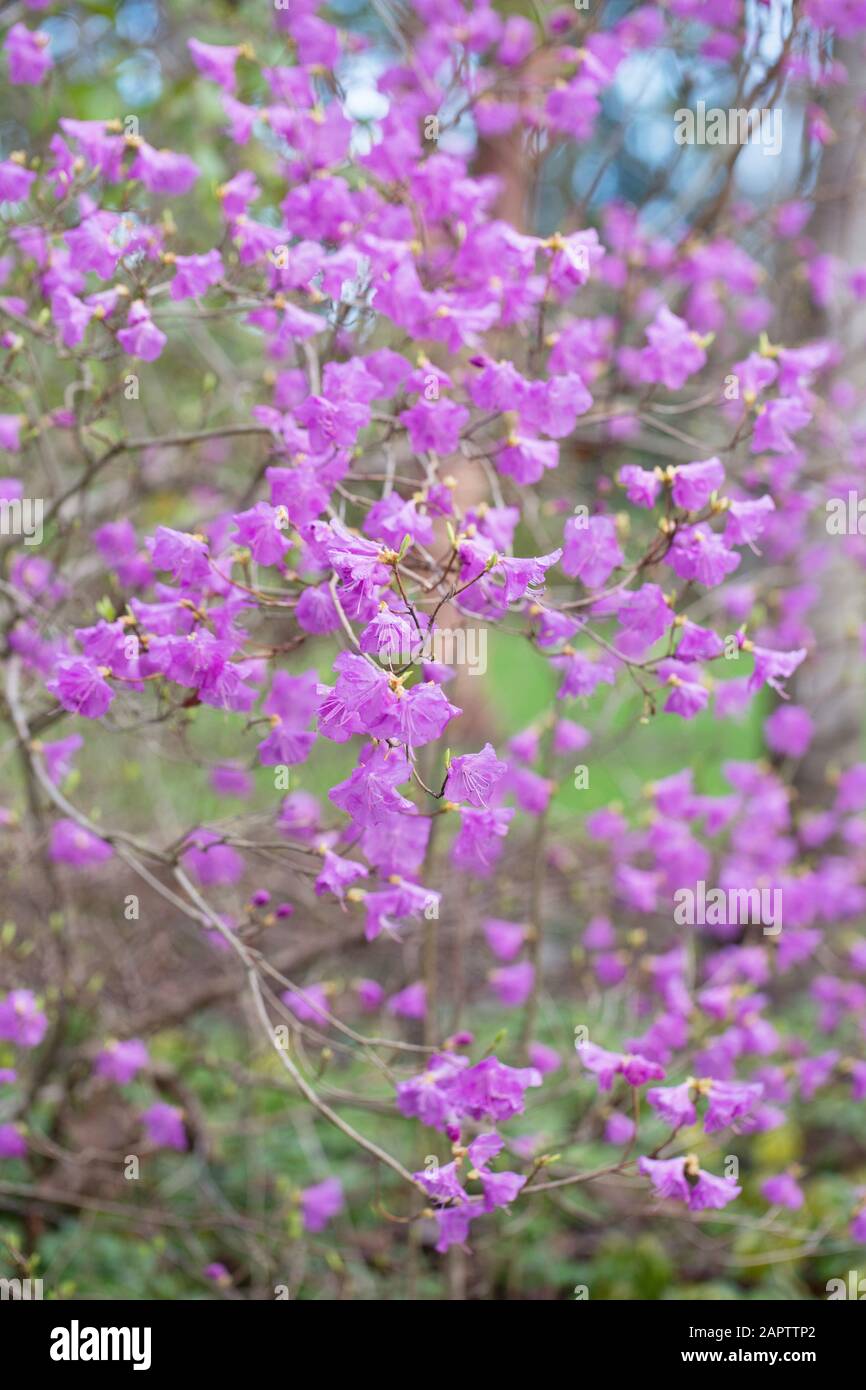 Rhododendron mucronulatum also known as Korean rhododendron, blossoming ...