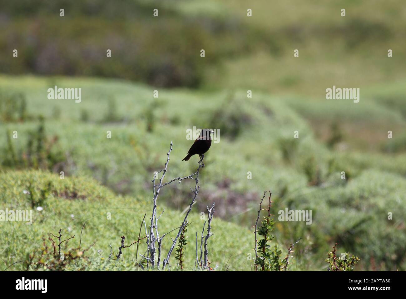 Wild bird standing on small stick over a field of bushes. Picture taken ...