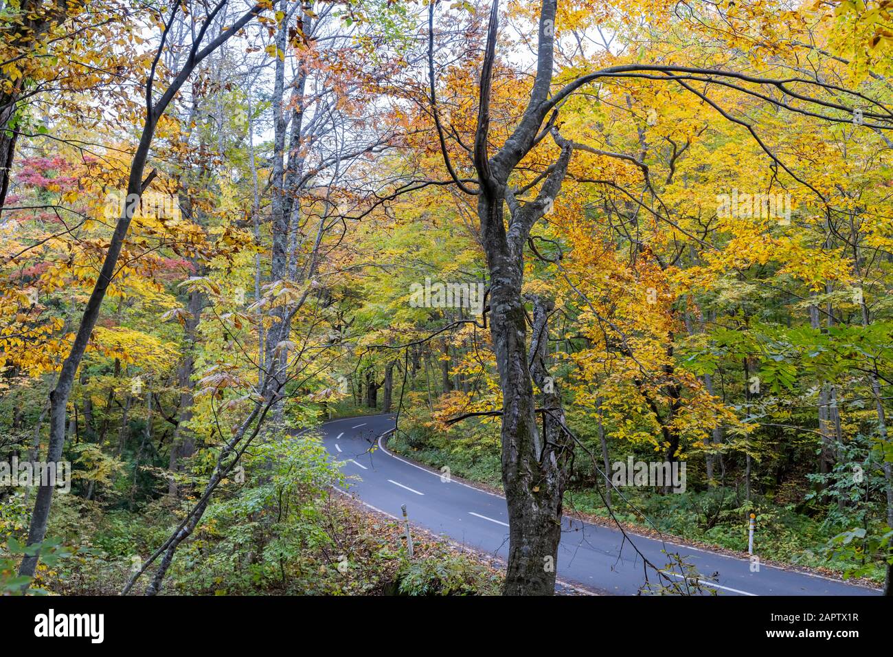 Beautiful fall color of the Tsutanuma area at Aomori, Japan Stock Photo ...