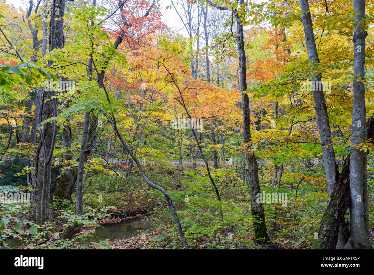 Beautiful fall color of the Tsutanuma area at Aomori, Japan Stock Photo ...