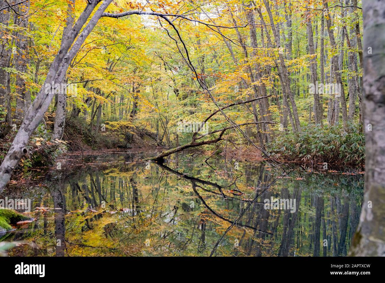 Beautiful fall color of the Tsutanuma area at Aomori, Japan Stock Photo ...